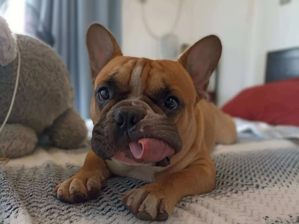 Fransk bulldog raseguide (Pleie, trening og oppdragelse)