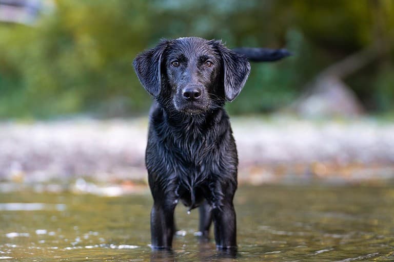 Labrador guide - Bli kjent med verdens mest populære hunderase