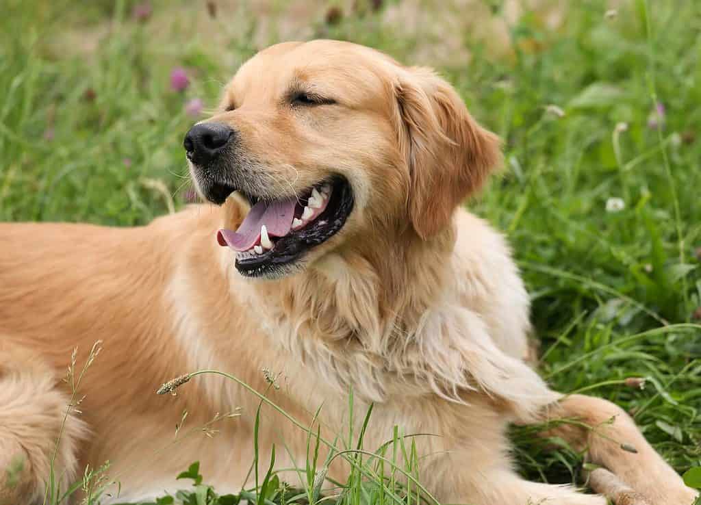 Golden Retriever - Den perfekte familiehunden (Full raseguide)