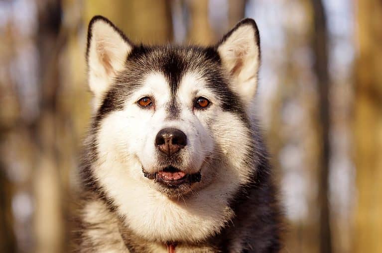 Husky - Hunden som uler seg til topps på popularitetslistene