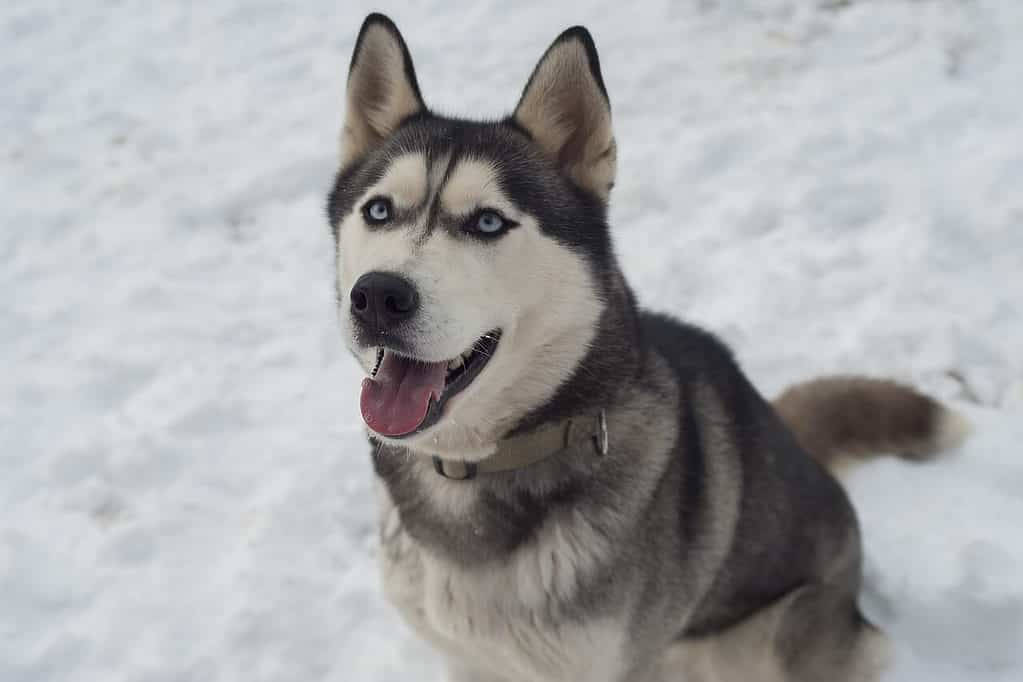Husky - Hunden som uler seg til topps på popularitetslistene