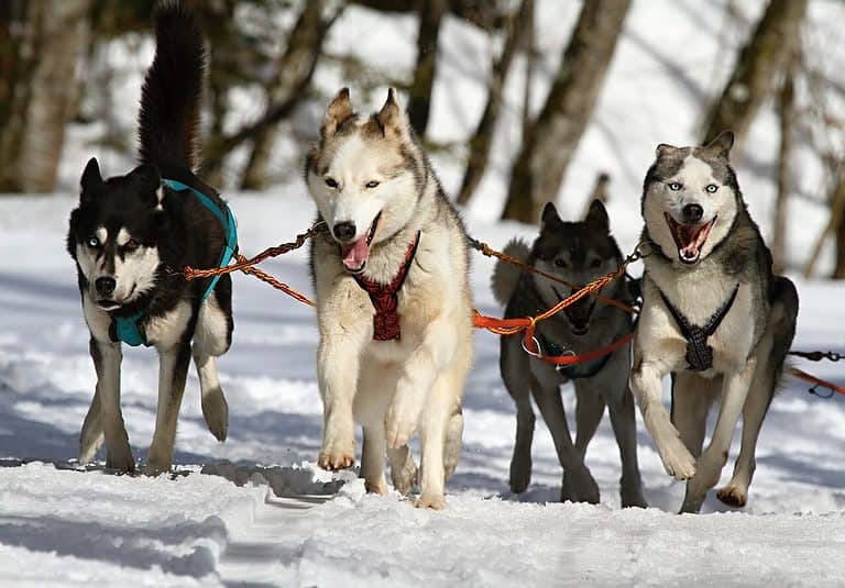 Husky - Hunden som uler seg til topps på popularitetslistene