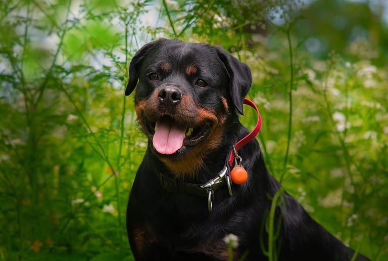 Rottweiler guide: En stor, sterk, lojal og populær hunderase